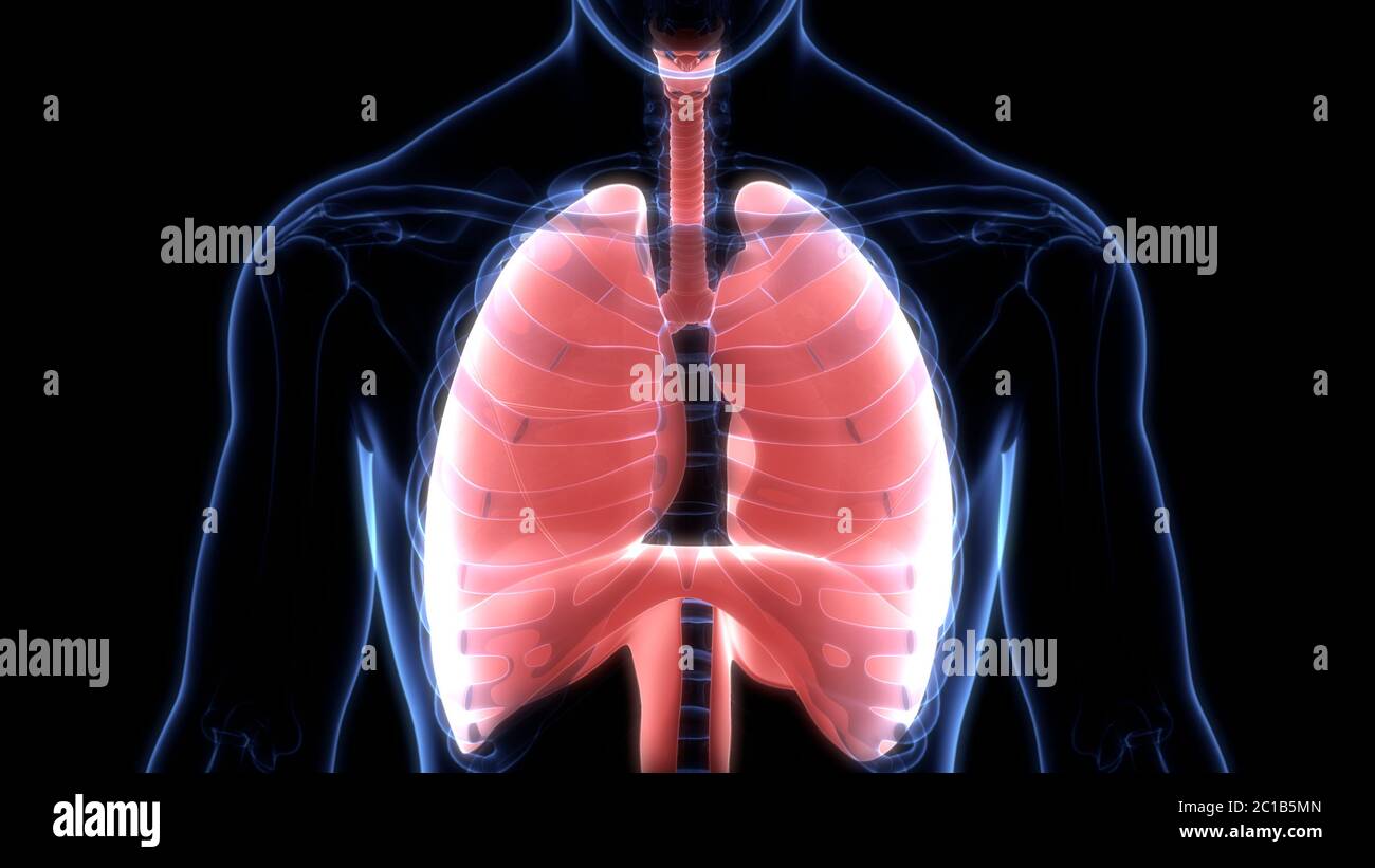 Human Respiratory System Lungs with Diaphragm Anatomy Stock Photo - Alamy