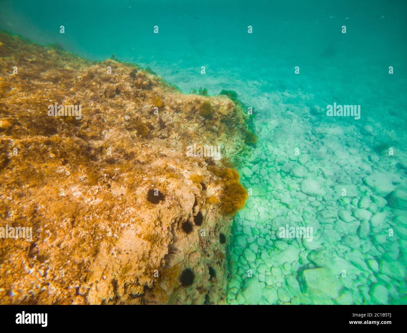 underwater sea bottom view Stock Photo - Alamy