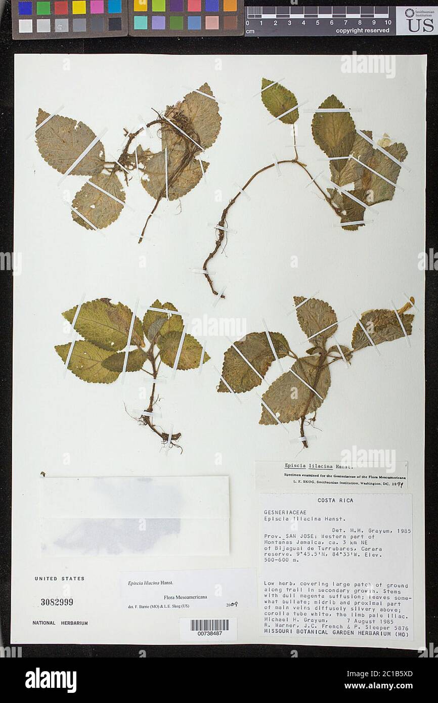 Episcia lilacina Hanst Episcia lilacina Hanst Stock Photo - Alamy