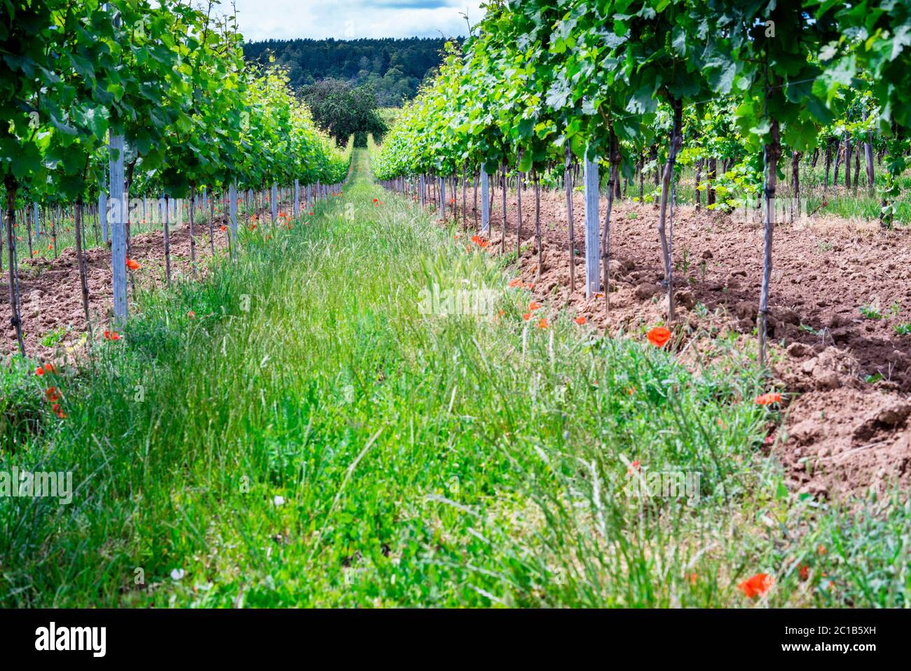 Rotten fruit and painting hi-res stock photography and images - Alamy