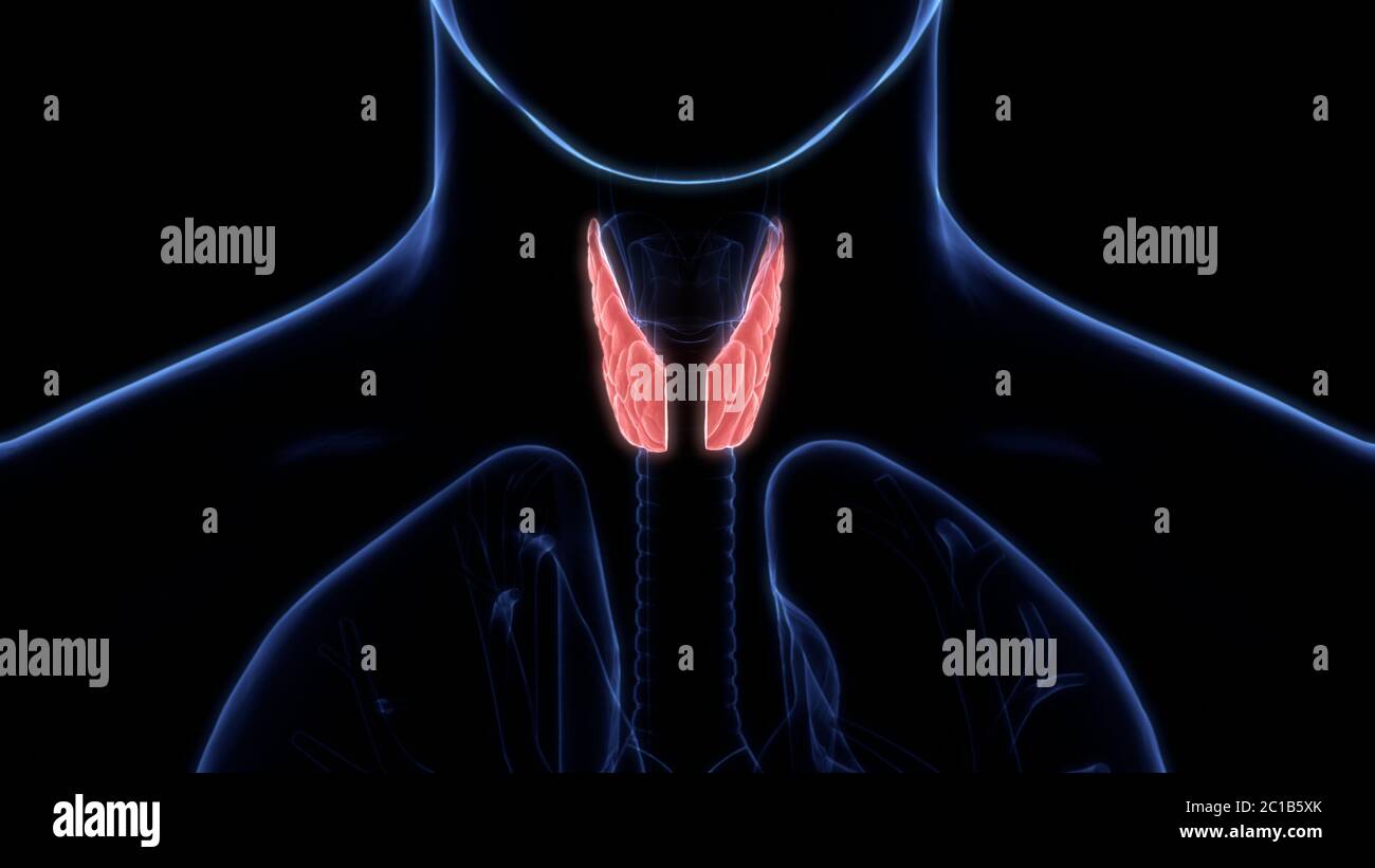 Parathyroid gland hi-res stock photography and images - Alamy
