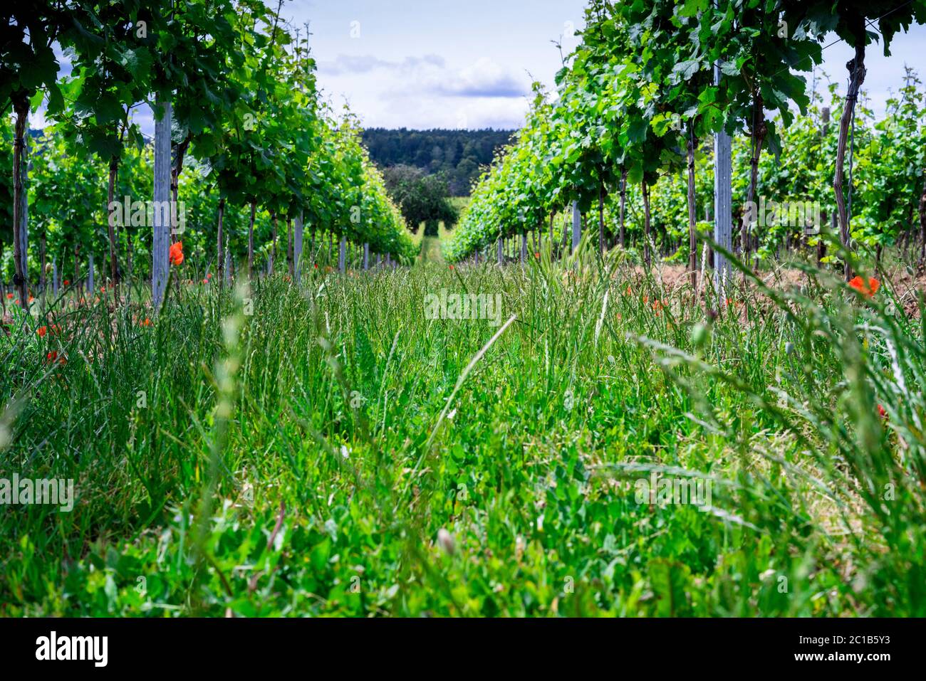 Rotten fruit and painting hi-res stock photography and images - Alamy