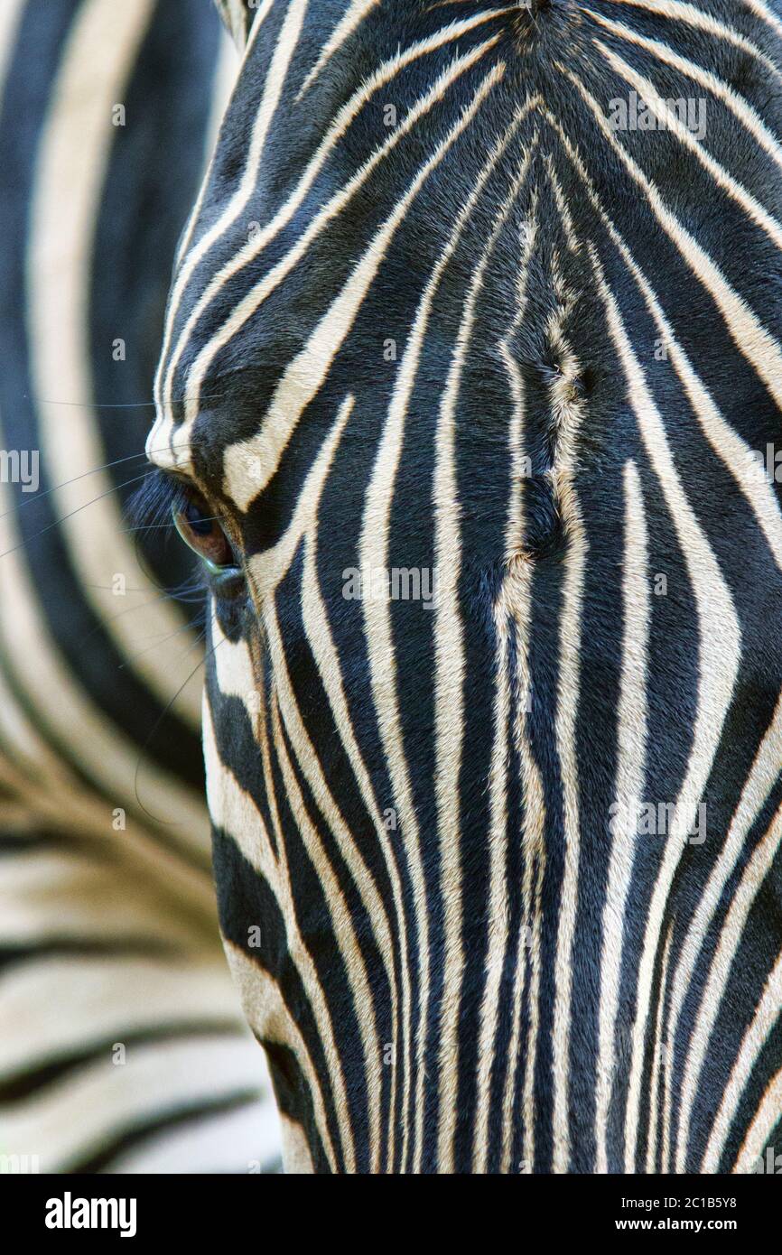 Equus burchelli hi-res stock photography and images - Alamy