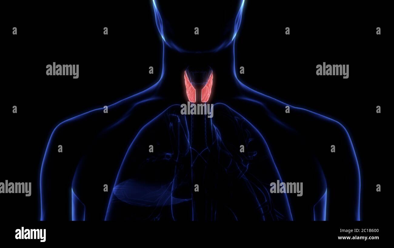 Human Body Glands Lobes of Thyroid Gland Anatomy Stock Photo - Alamy