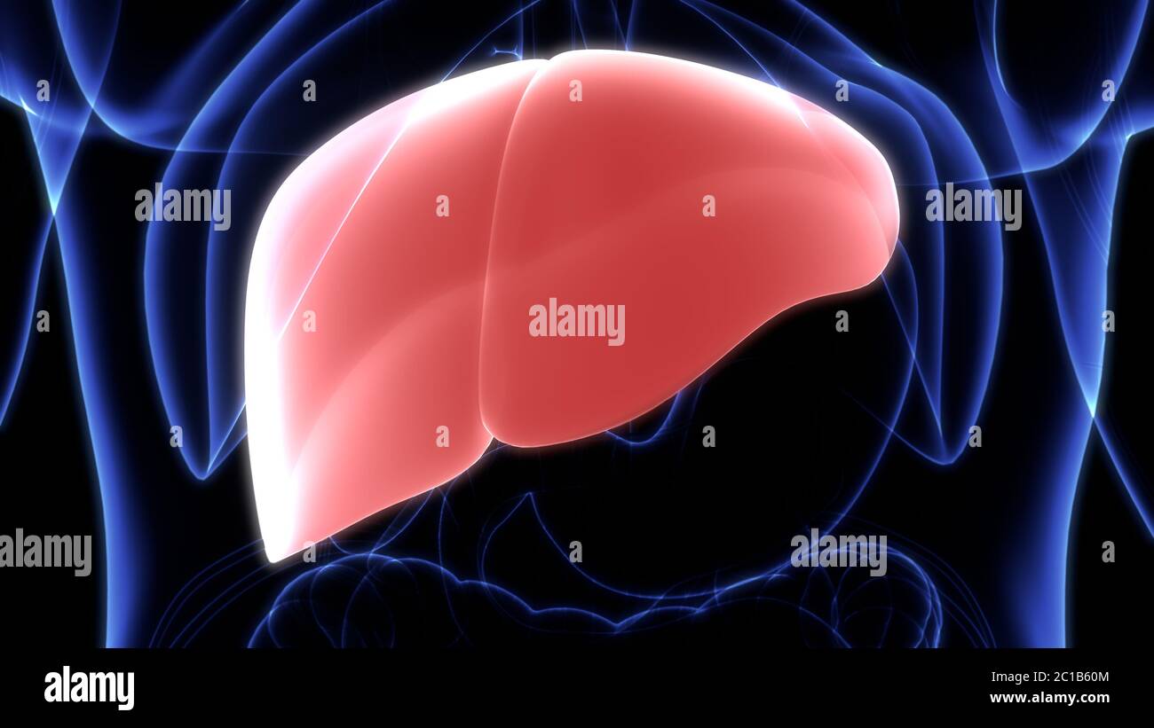 Human Internal Digestive Organ Liver Anatomy Stock Photo - Alamy