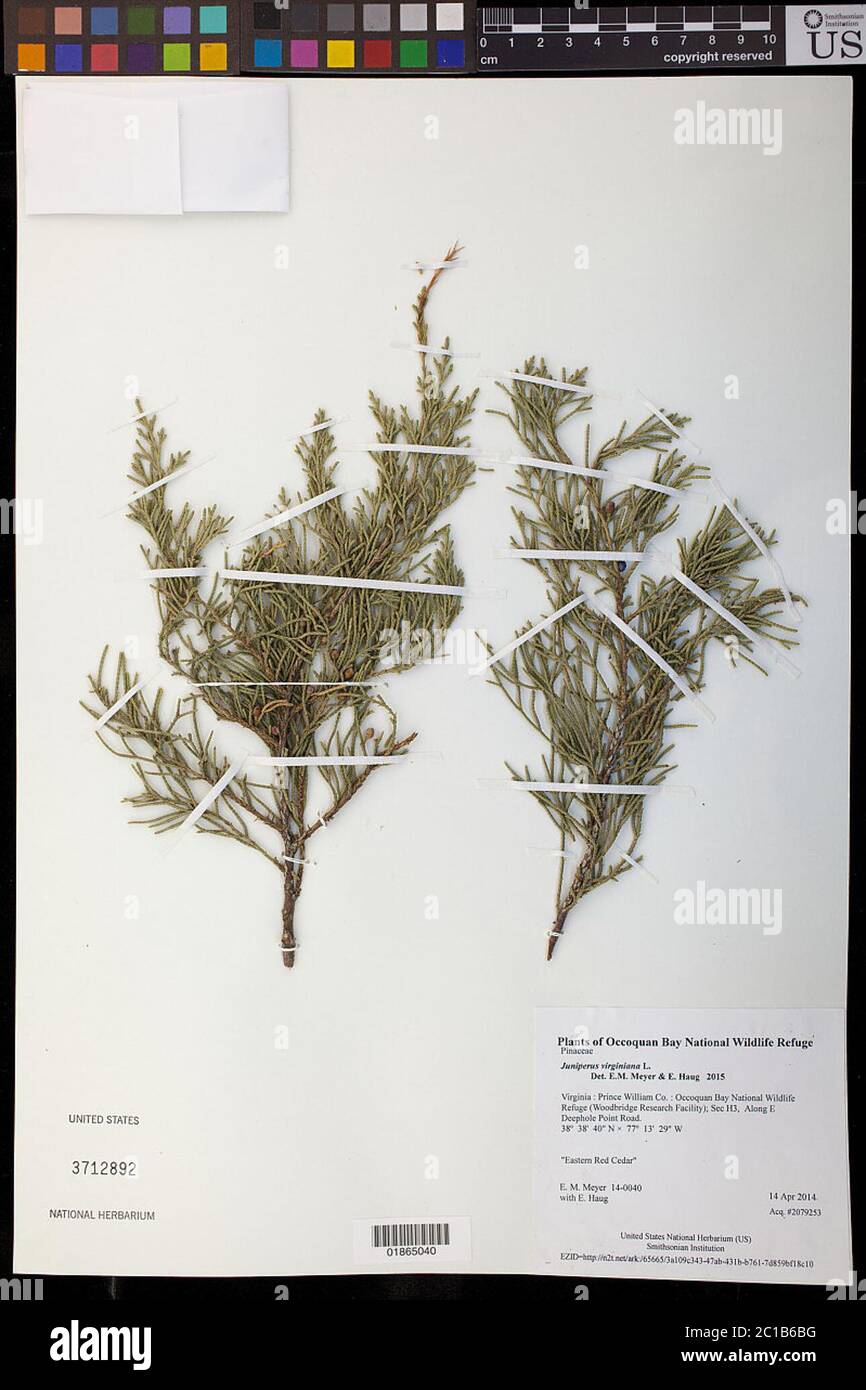 Juniperus virginiana L Juniperus virginiana L Stock Photo - Alamy