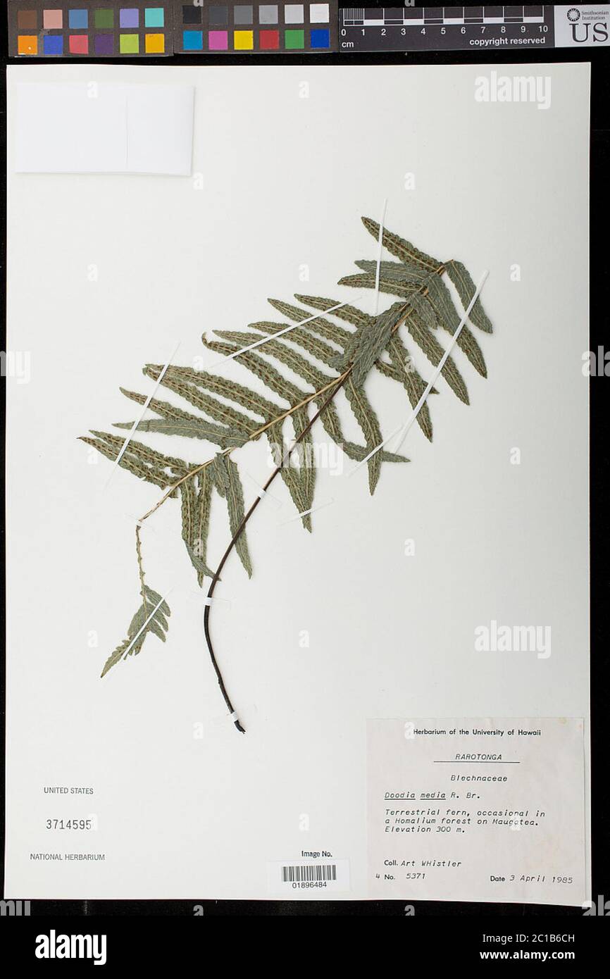Blechnum sp hi-res stock photography and images - Alamy