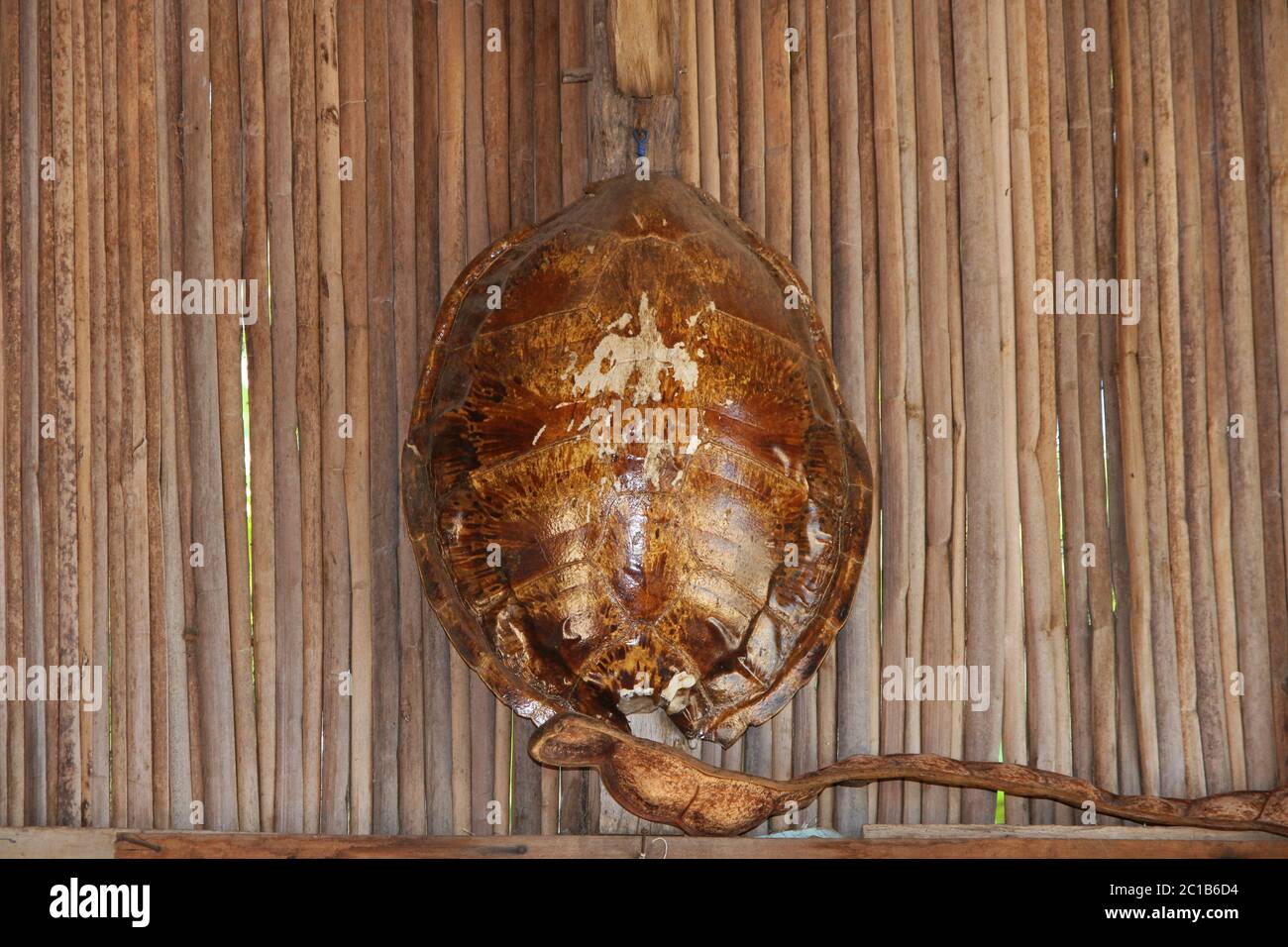 Skeleton seed pods hi-res stock photography and images - Alamy