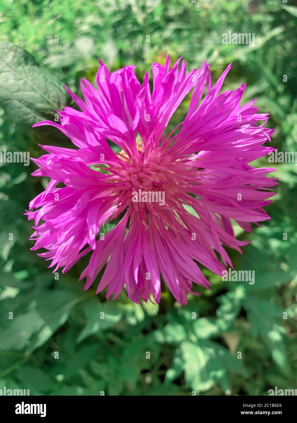 Beautiful pink cornflower in the garden on green leaves background with ...