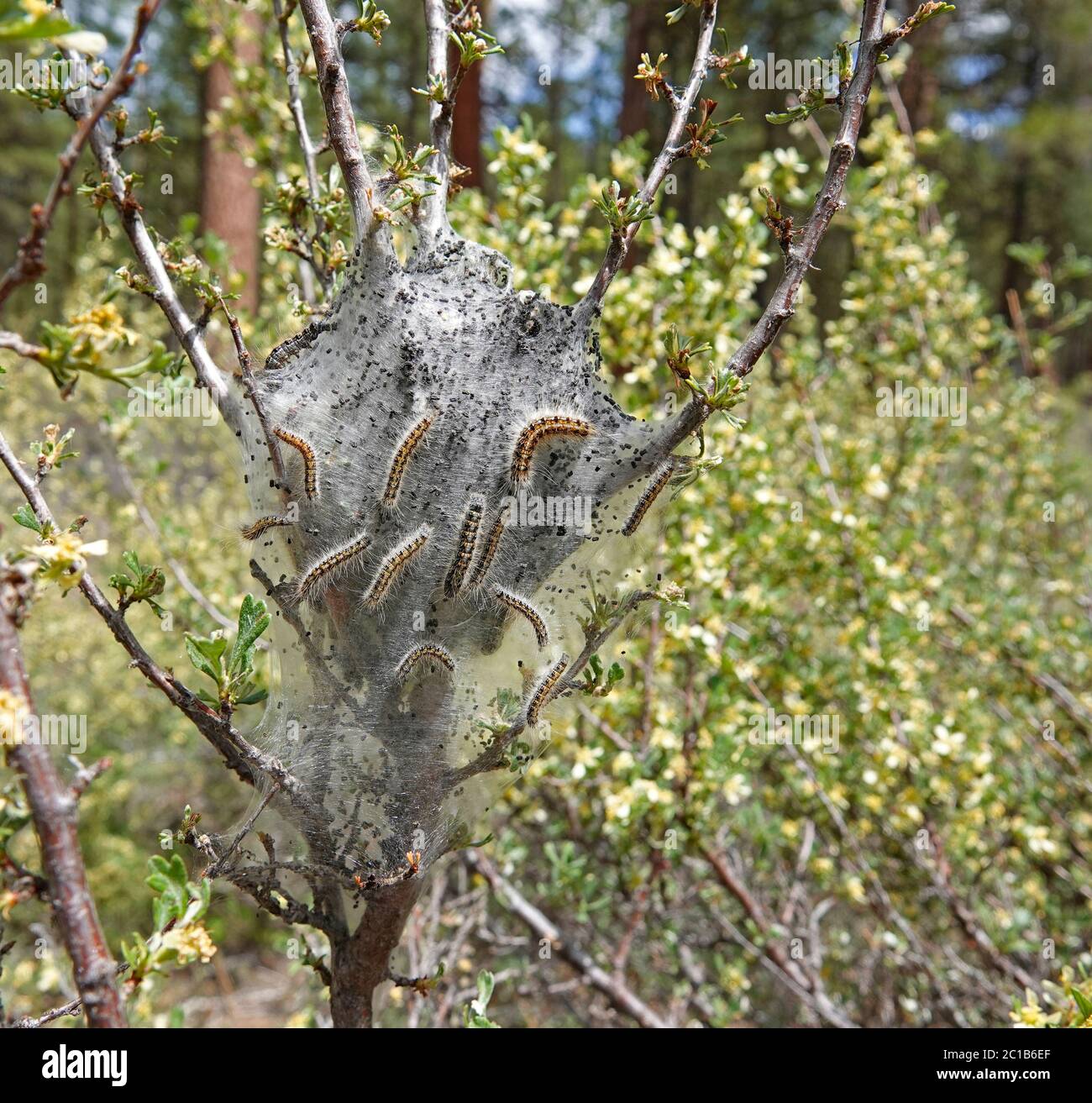 Tent caterpillar moth hi-res stock photography and images - Alamy