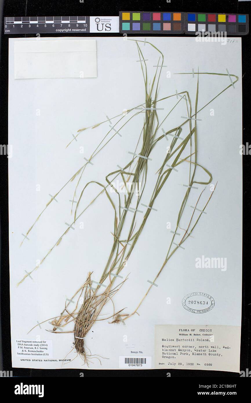 Melica harfordii hi-res stock photography and images - Alamy