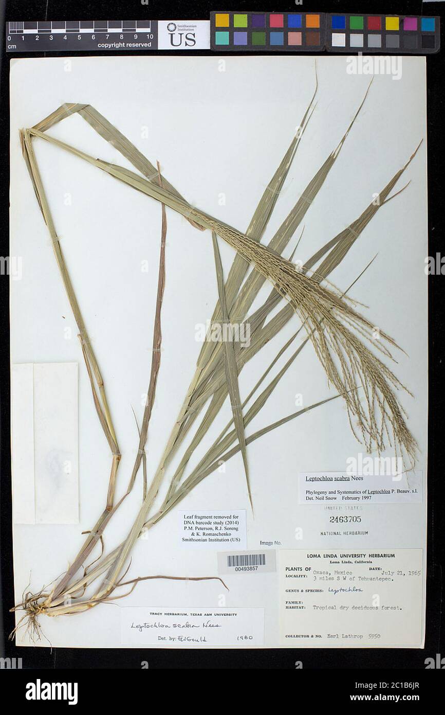 Leptochloa hi-res stock photography and images - Alamy