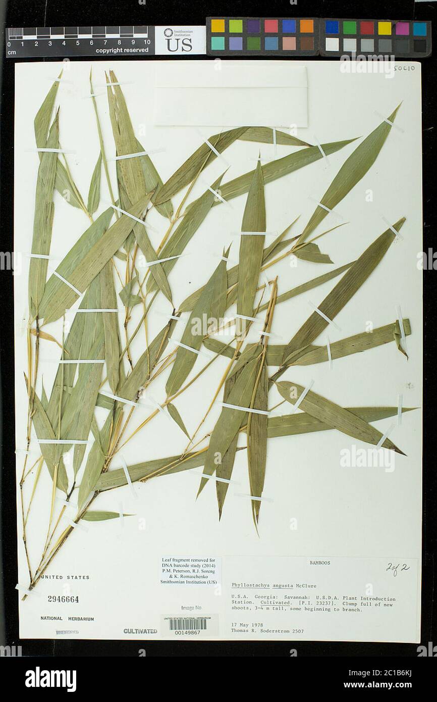 Phyllostachys angusta Phyllostachys angusta Stock Photo - Alamy