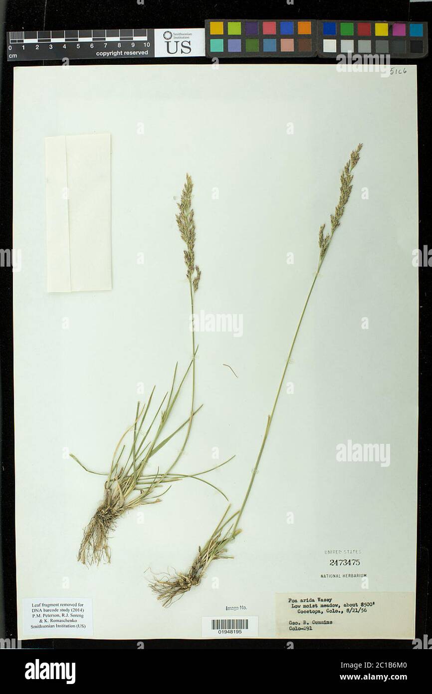 Vasey hi-res stock photography and images - Alamy