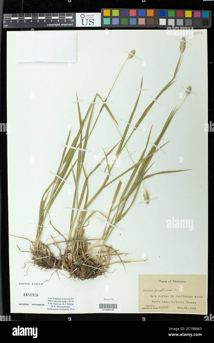 Phleum pratense timothy grass hi-res stock photography and images - Alamy