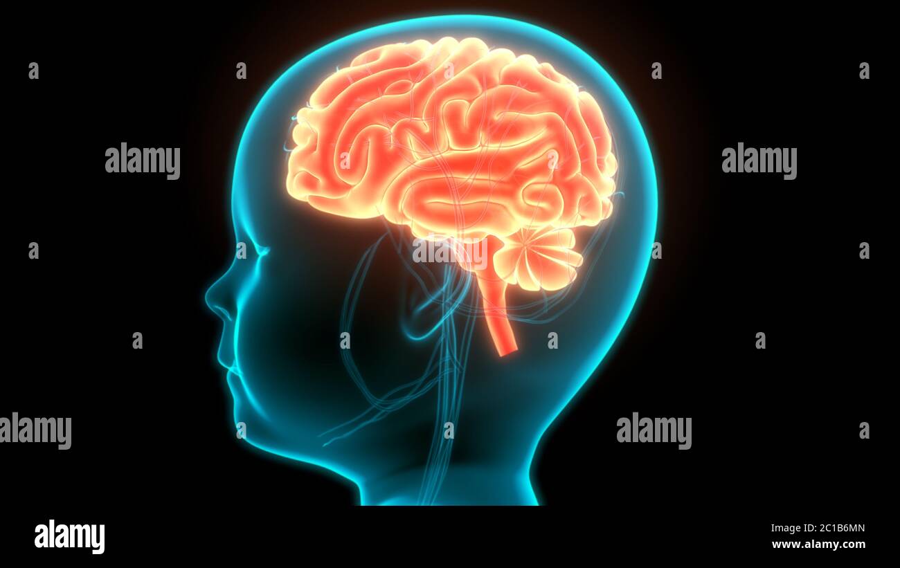 Central Organ of Human Nervous System Brain Anatomy Stock Photo - Alamy
