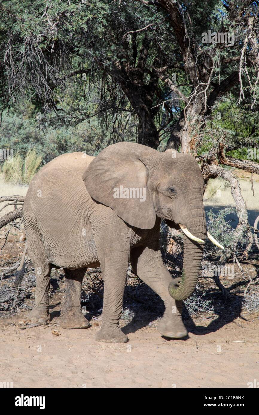 Little young elephant looking at you front view in the dry Namibian ...