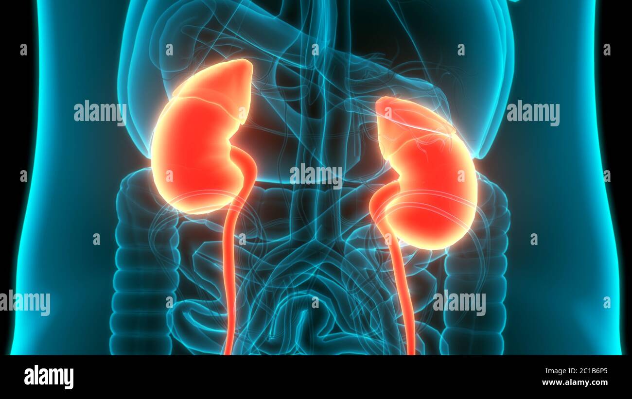 Human Urinary System Kidneys Anatomy Stock Photo - Alamy