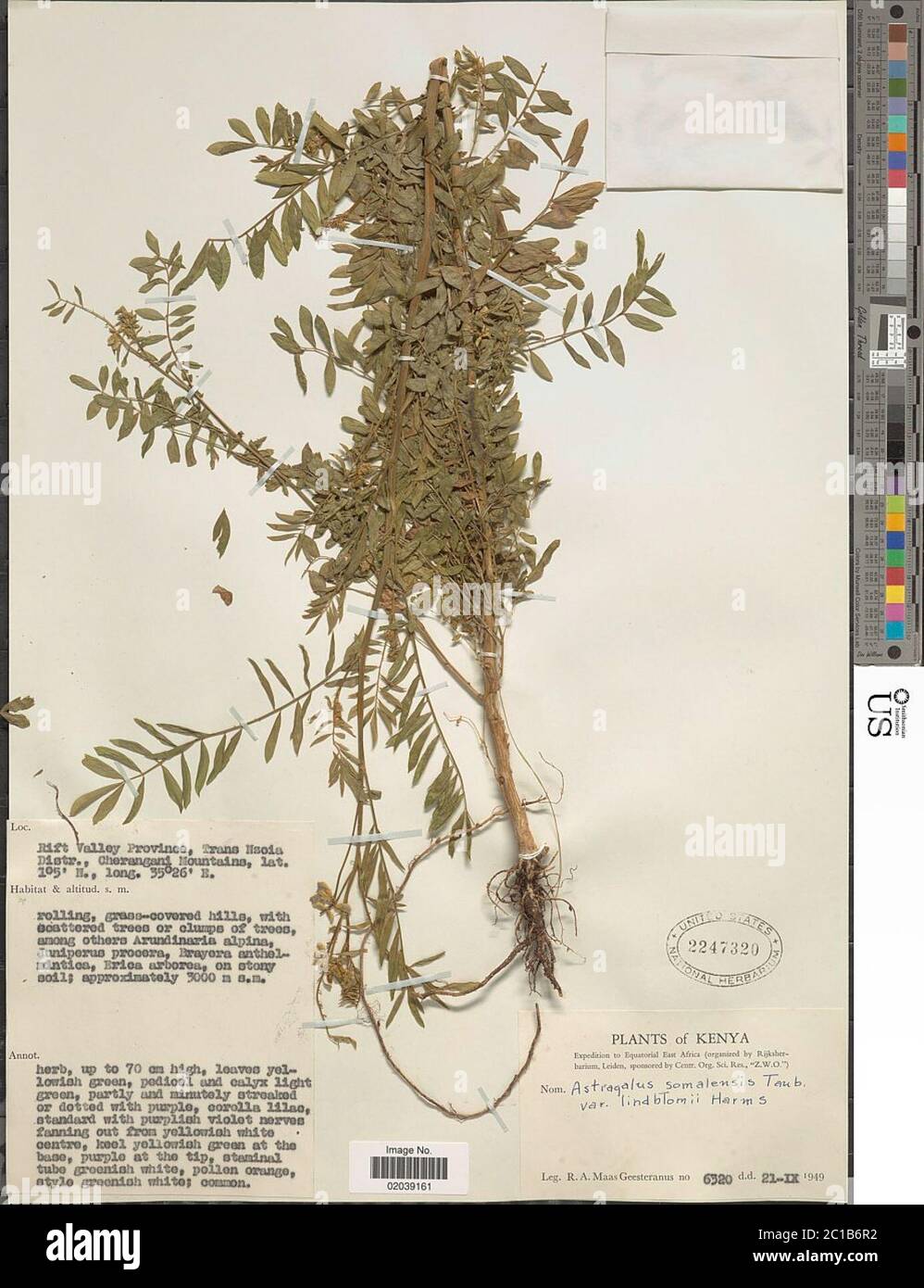 Somalensis hi-res stock photography and images - Alamy