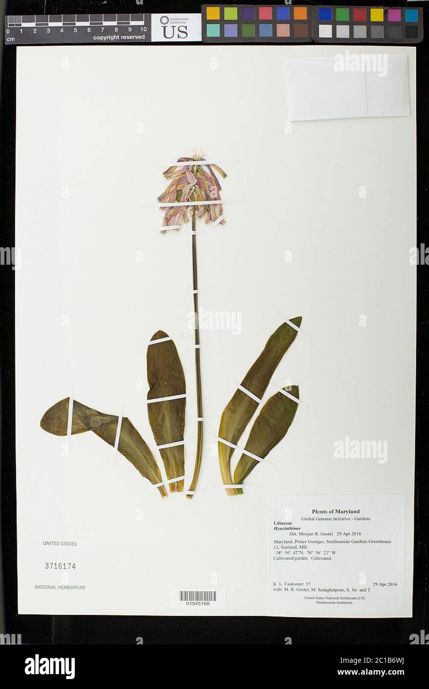 Hyacinthus sp hi-res stock photography and images - Alamy