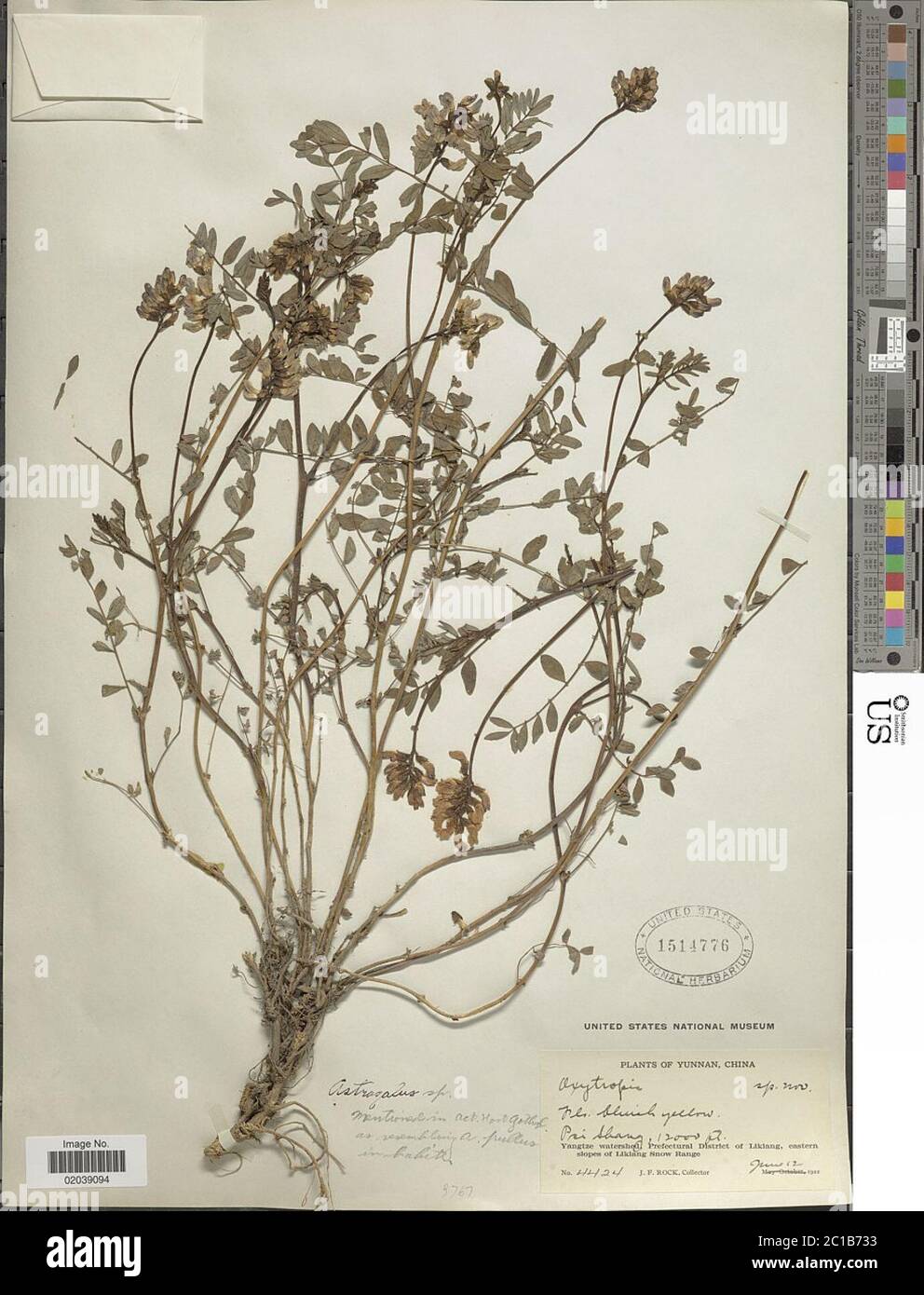 Plant astragalus genus hi-res stock photography and images - Alamy