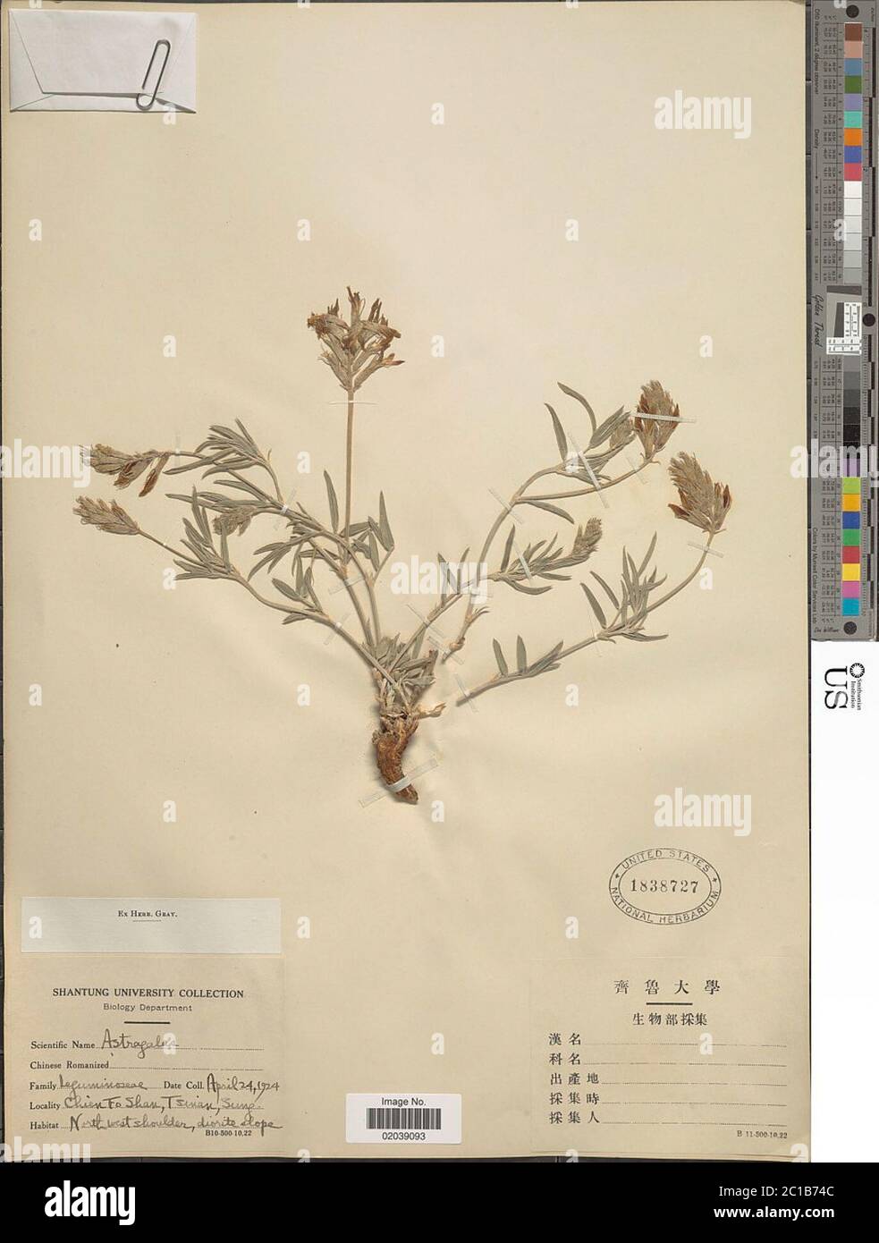 Astragalus sp Astragalus sp Stock Photo - Alamy