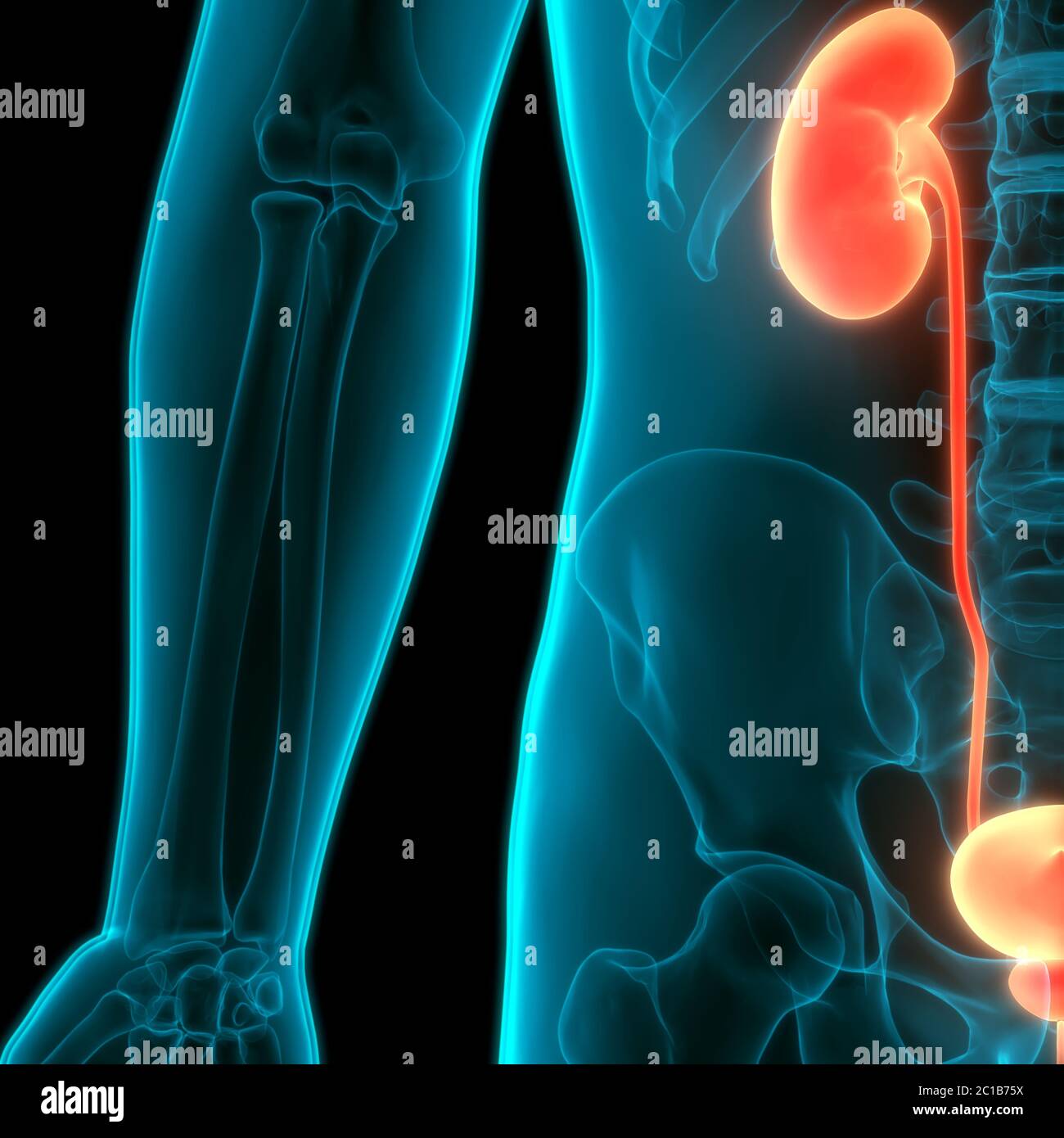 Human Urinary System Kidneys with Bladder Anatomy Stock Photo - Alamy