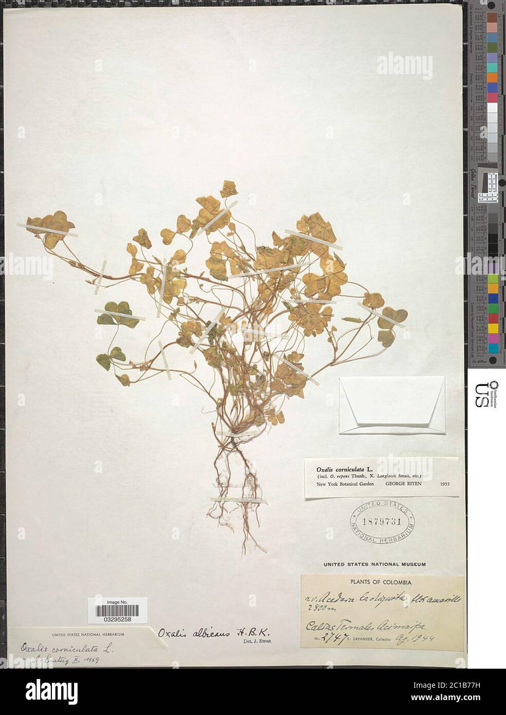 Oxalis corniculata L Oxalis corniculata L Stock Photo - Alamy