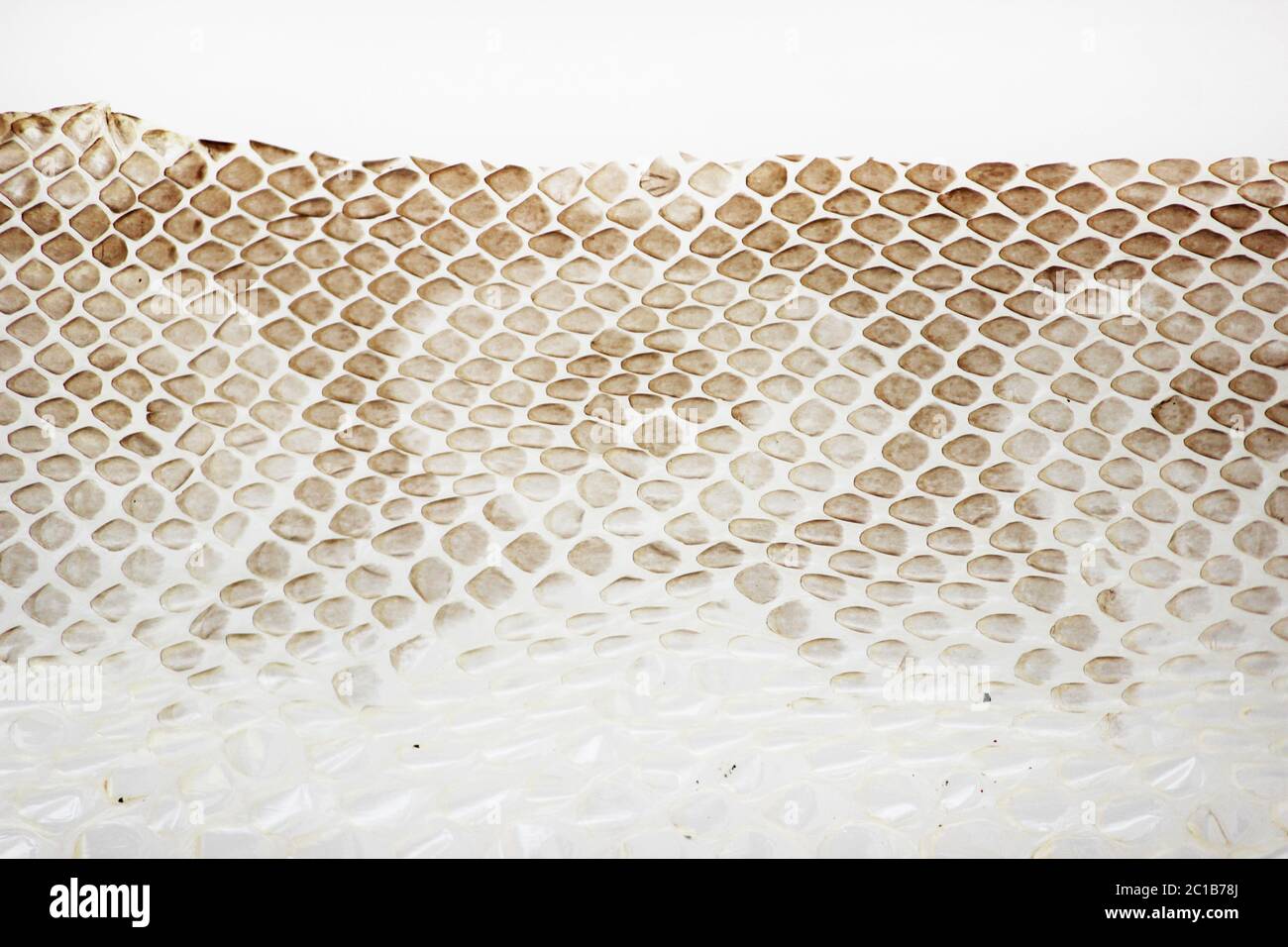 jacket cast-off skin of snake Royal Python on a white background Stock ...