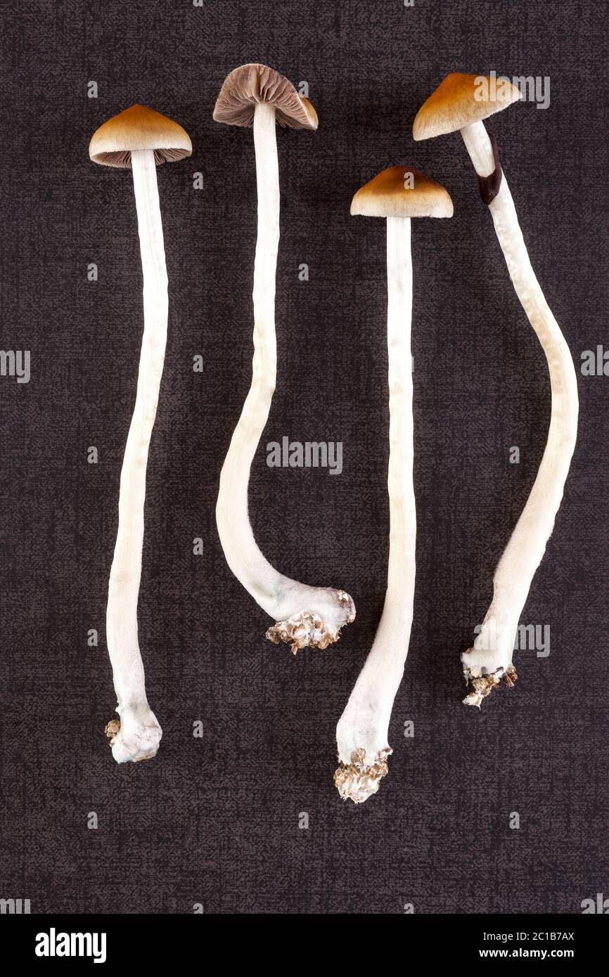 Fresh psilocybin mushrooms Stock Photo - Alamy