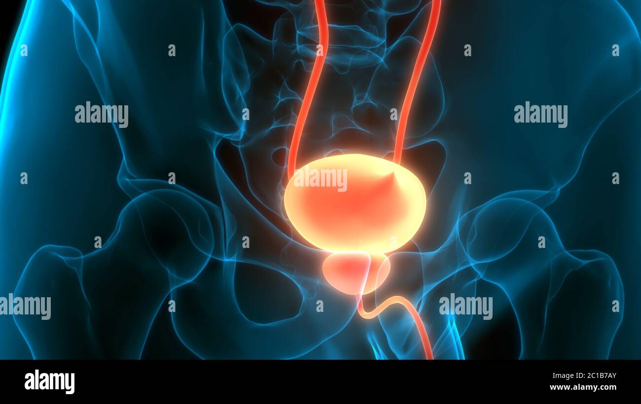 Human Urinary System Kidneys with Bladder Anatomy Stock Photo - Alamy