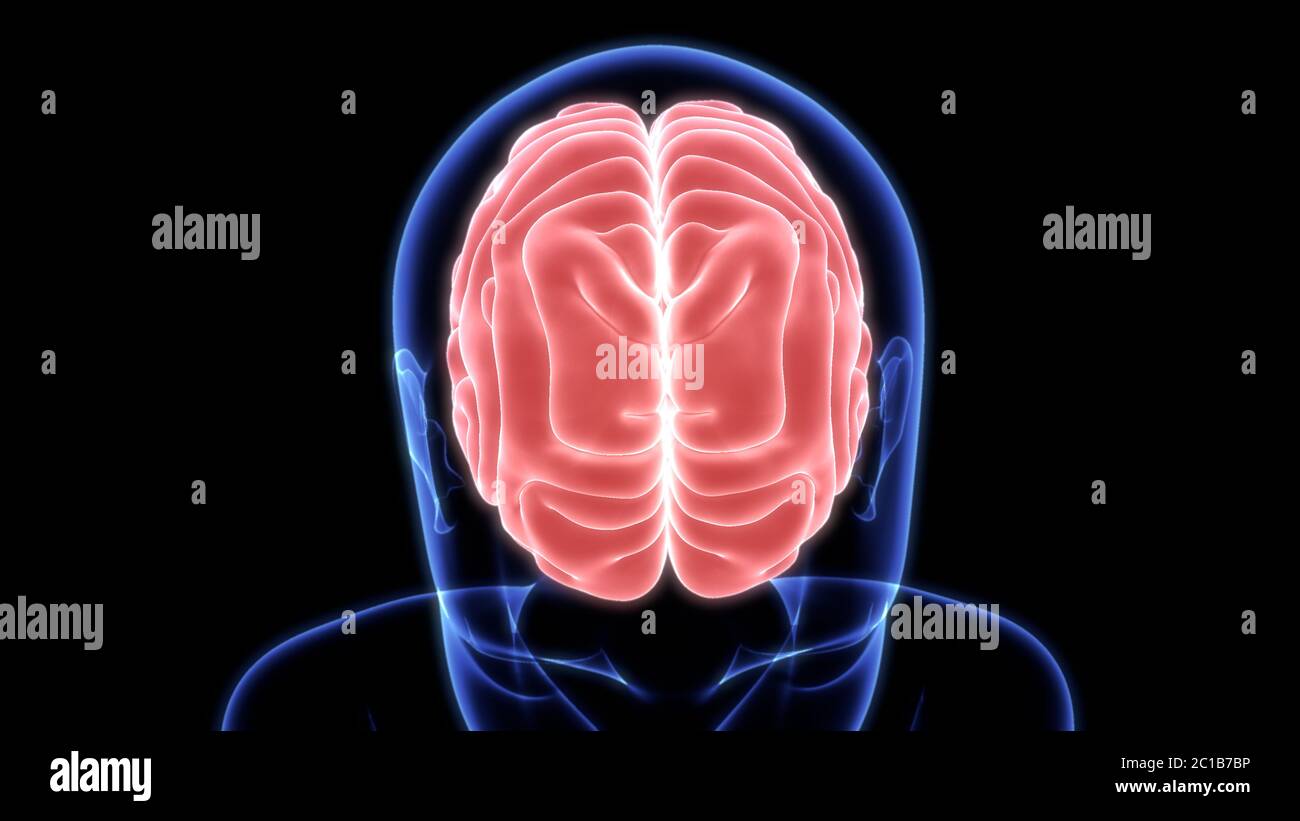 Central Organ of Human Nervous System Brain Anatomy Stock Photo - Alamy