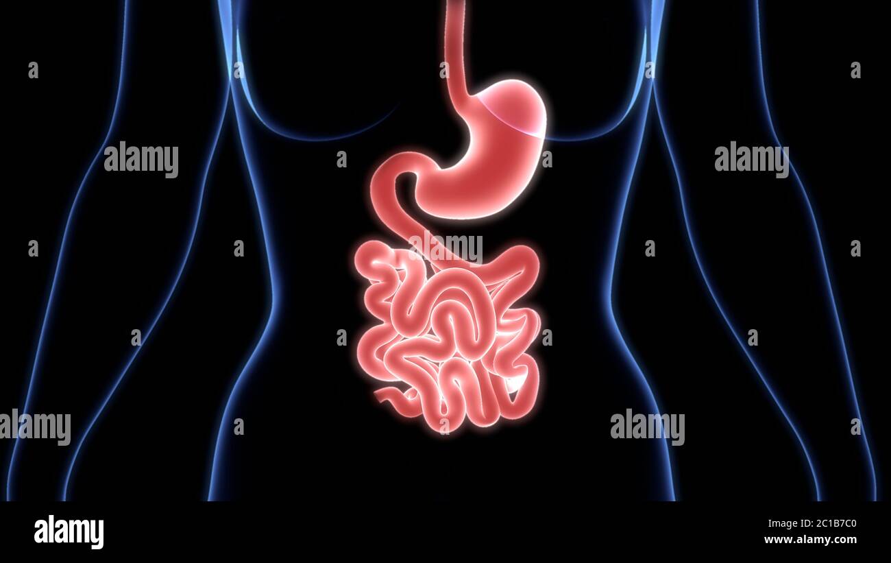 Human Digestive System Stomach with Small Intestine Anatomy Stock Photo ...