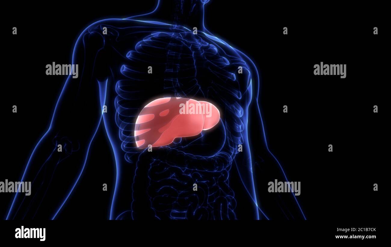Human Internal Digestive Organ Liver Anatomy Stock Photo - Alamy