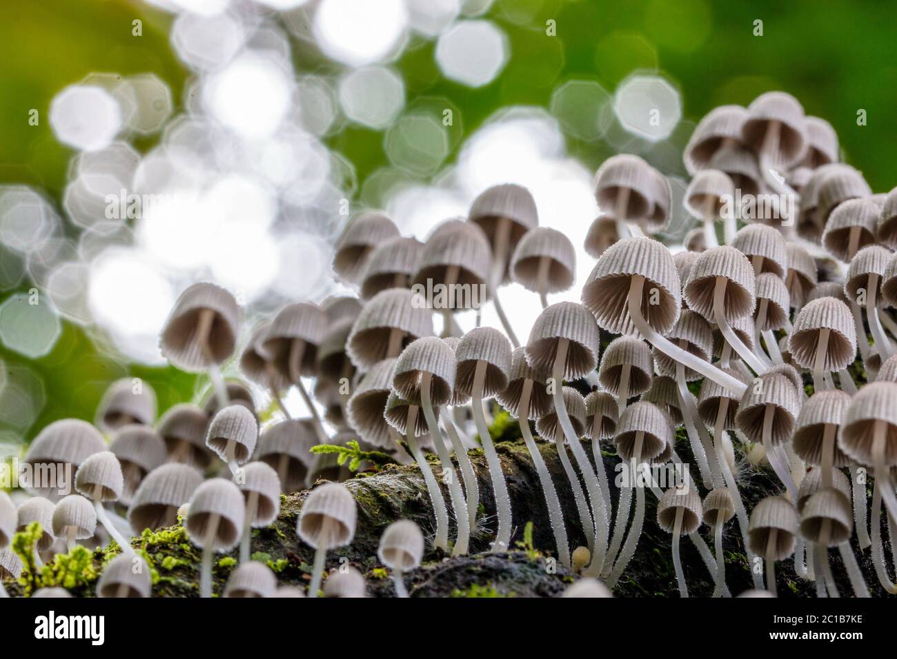 Underside view of a cluster of Coprinellus disseminatus fungi in the ...