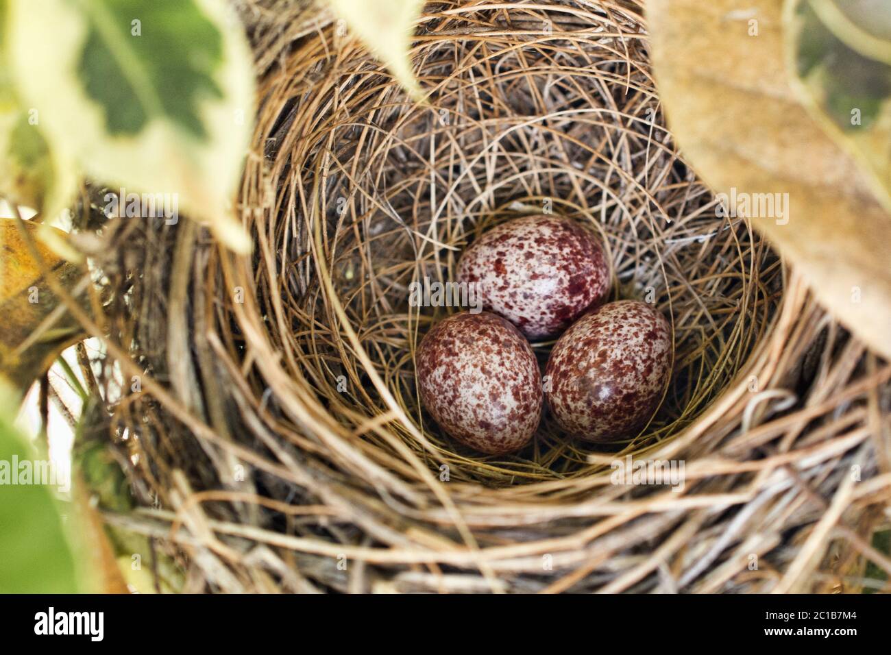 Eggs of red-whiskered bulbul - Pycnonotus jocosus Stock Photo - Alamy