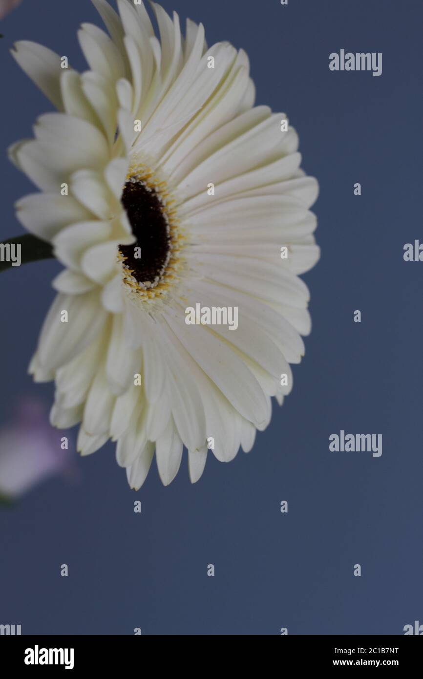 Colorful Dutch flower bouquet studio photography. Gerberas single shot ...