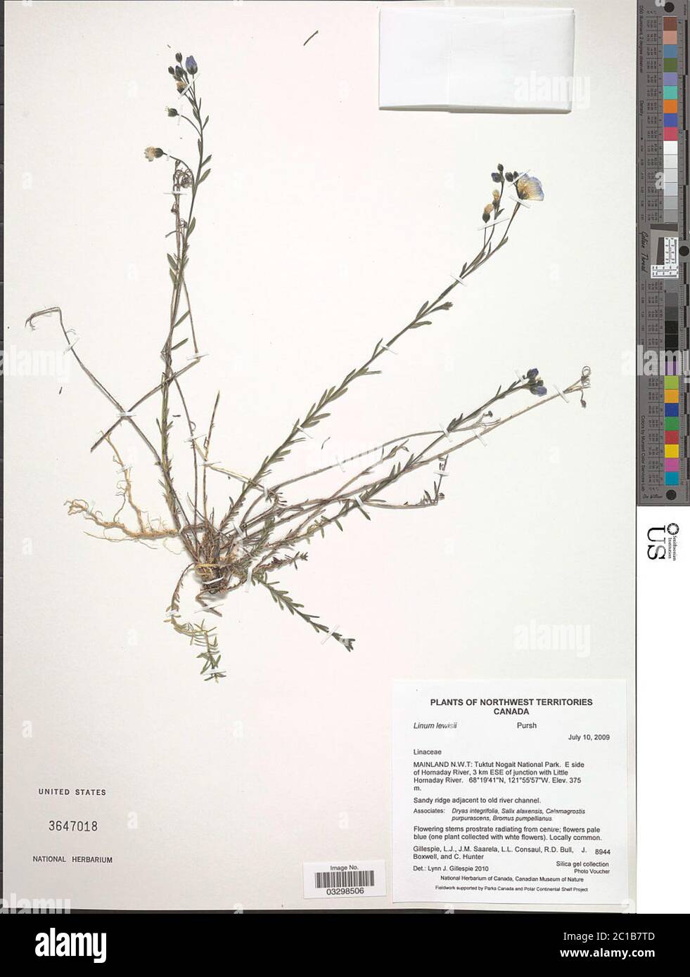 Linum lewisii Pursh Linum lewisii Pursh Stock Photo - Alamy