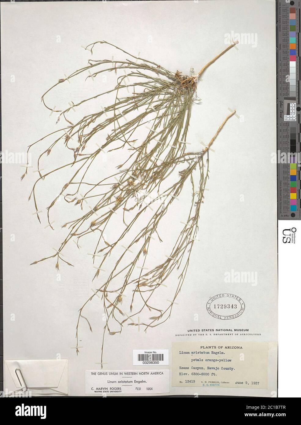 Aristatum hi-res stock photography and images - Alamy