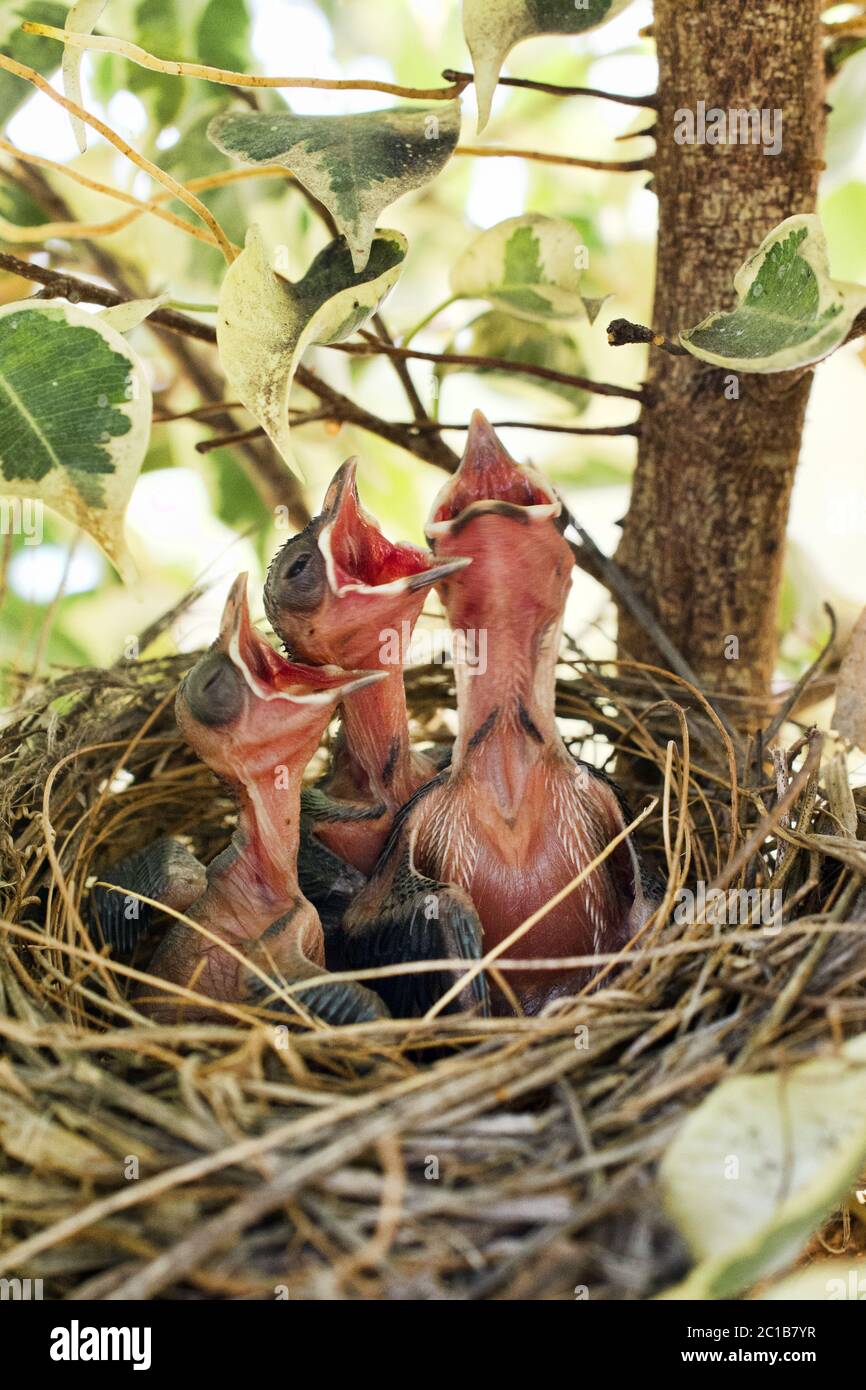 Red-whiskered bulbul chicks - Pycnonotus jocosus Stock Photo - Alamy