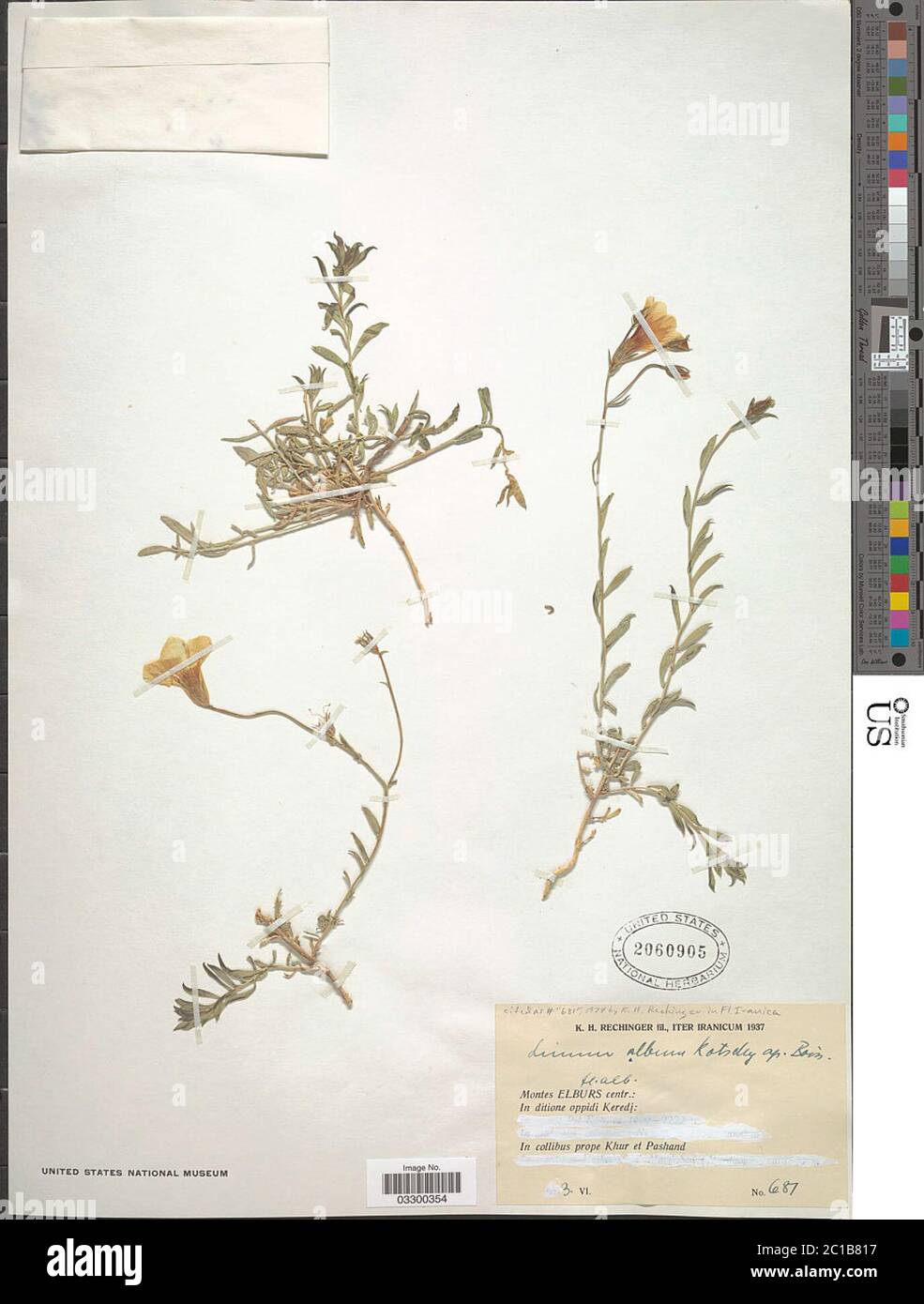 Linum album Kotschy ex Boiss Linum album Kotschy ex Boiss Stock Photo ...