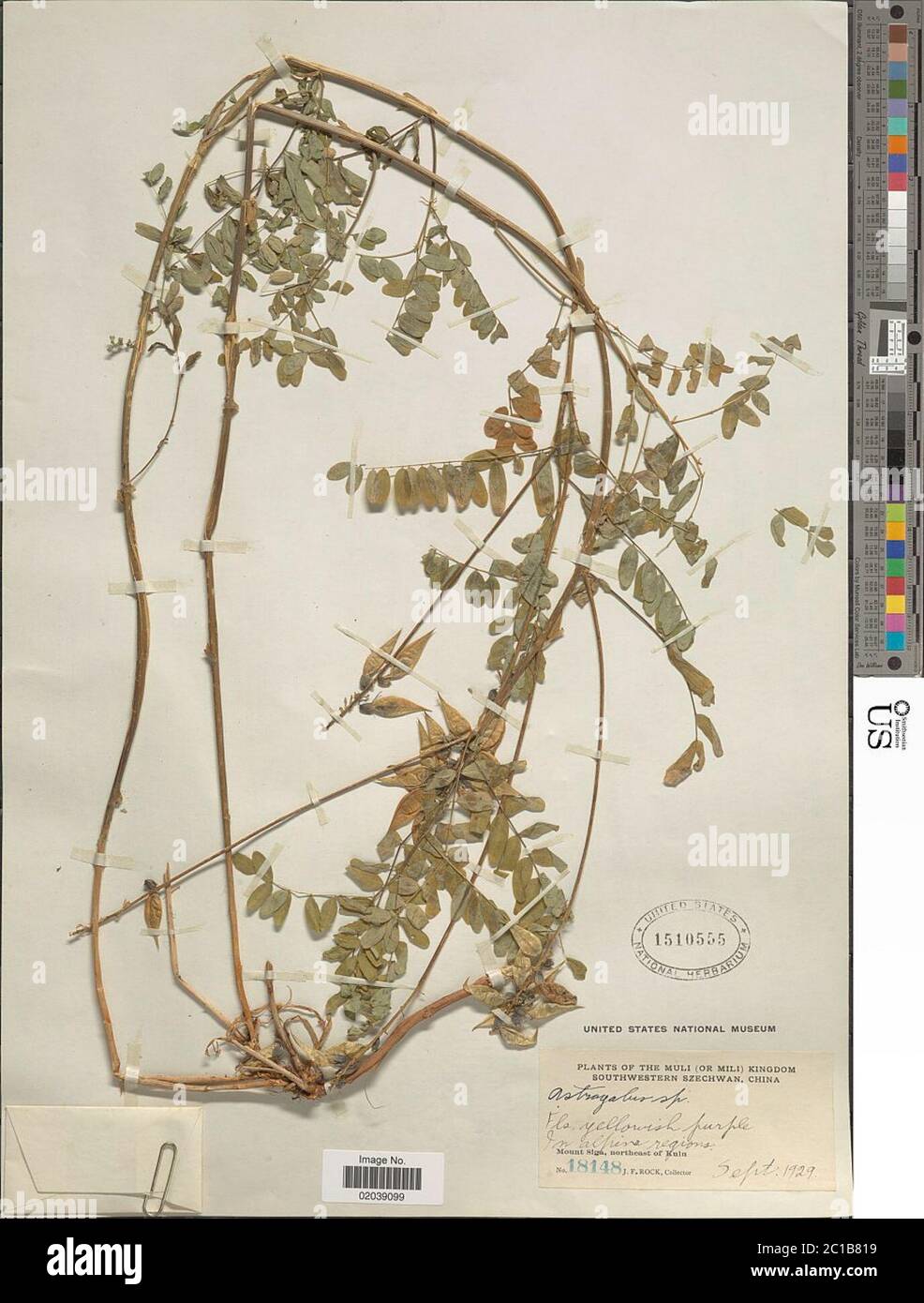 Astragalus sp Astragalus sp Stock Photo - Alamy