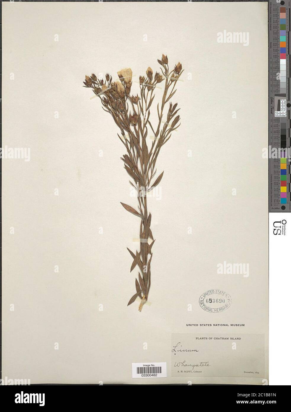 Linum sp Linum sp Stock Photo - Alamy