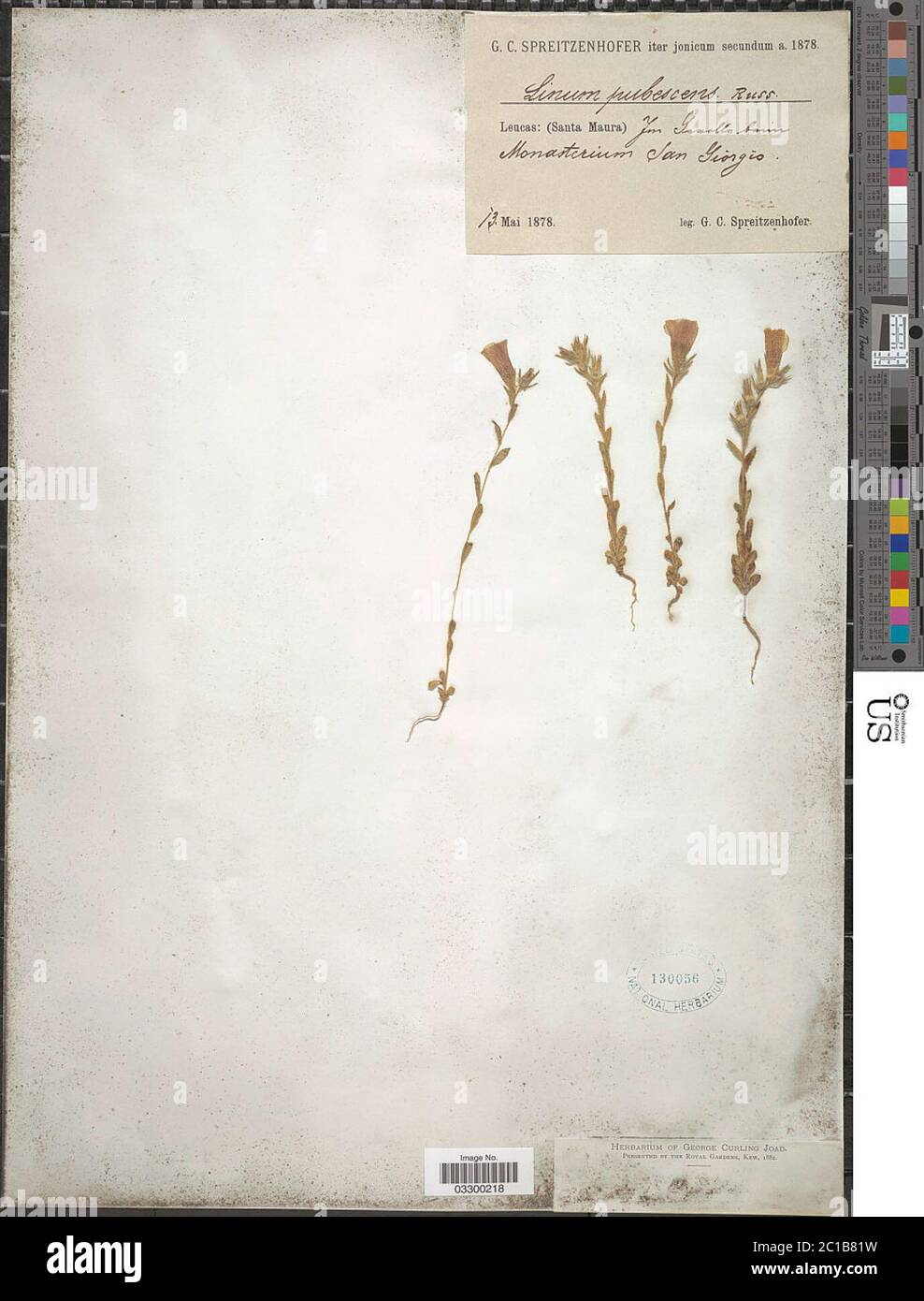 Linum pubescens hi-res stock photography and images - Alamy