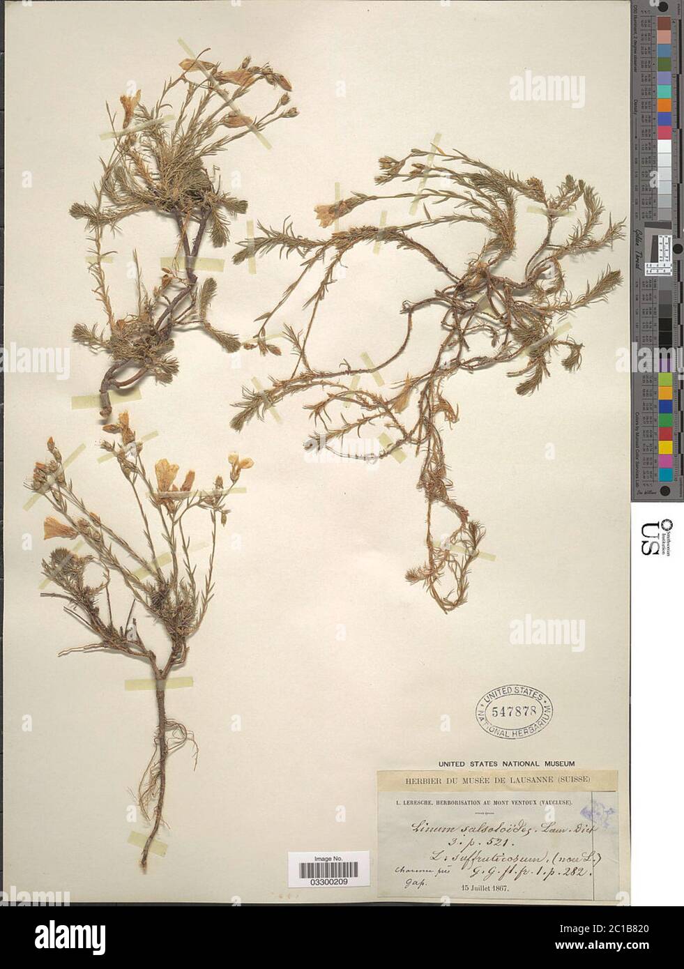 Salsoloides hi-res stock photography and images - Alamy