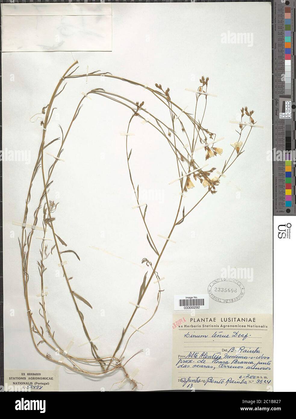 Linum tenue Desf Linum tenue Desf Stock Photo - Alamy