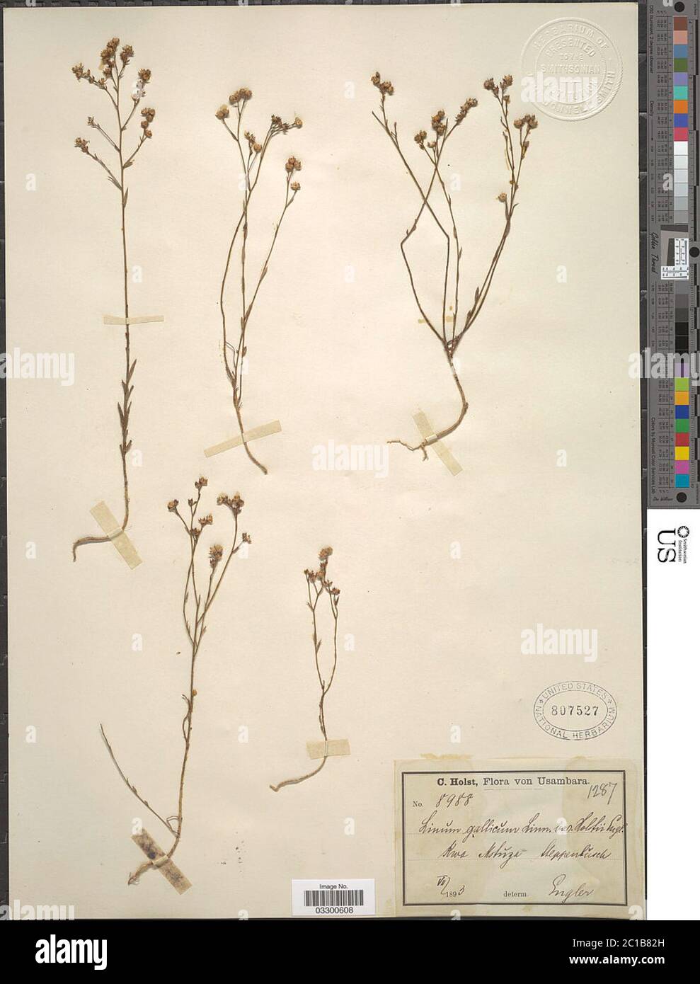 Linum gallicum L Linum gallicum L Stock Photo - Alamy