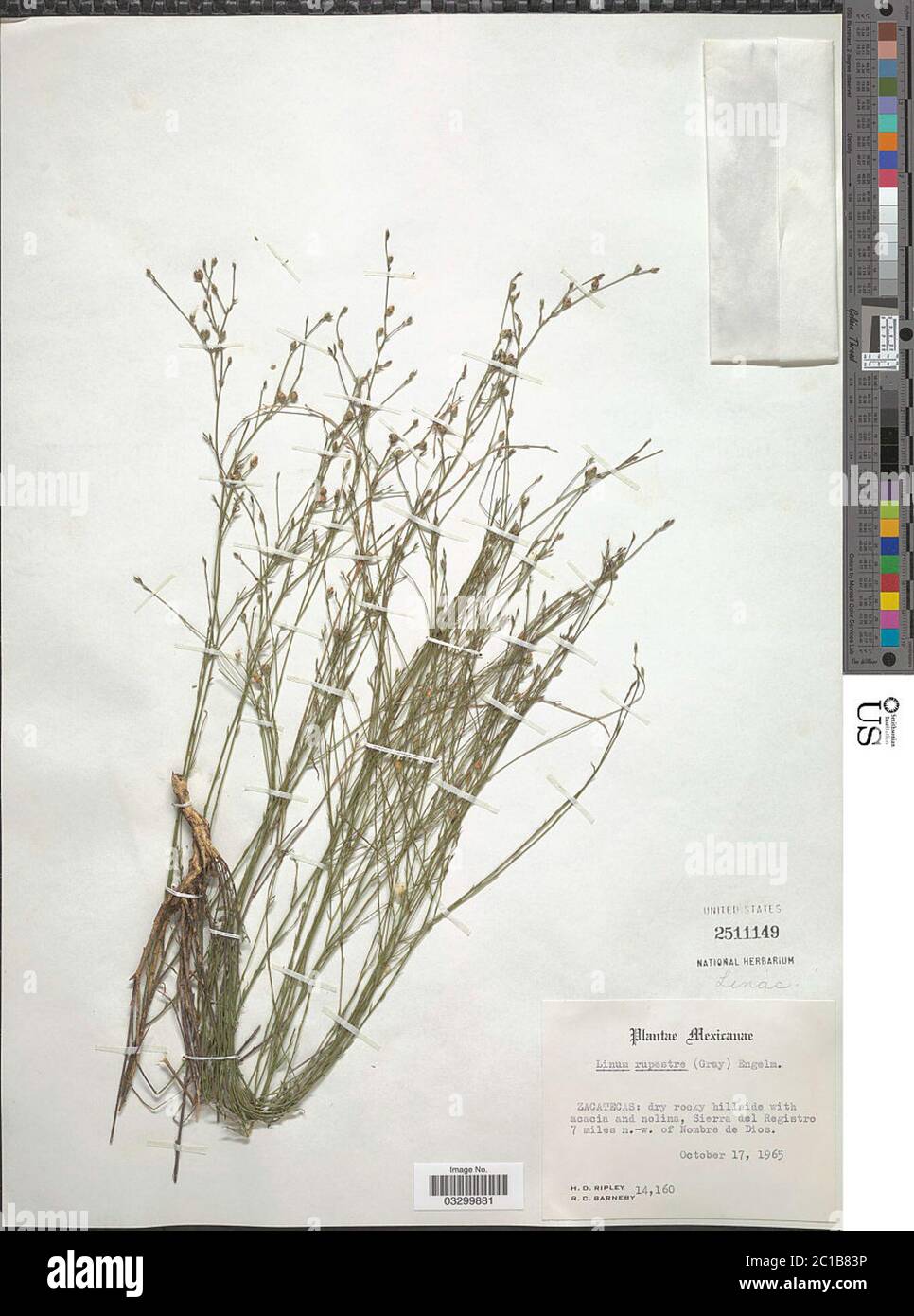 Linum rupestre Engelm Linum rupestre Engelm Stock Photo - Alamy