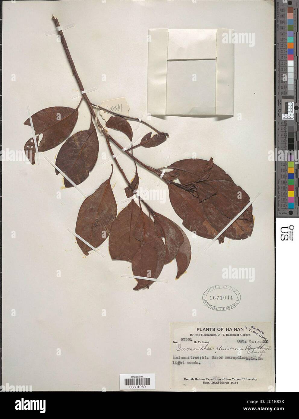 Ixonanthes reticulata Jack Ixonanthes reticulata Jack Stock Photo - Alamy