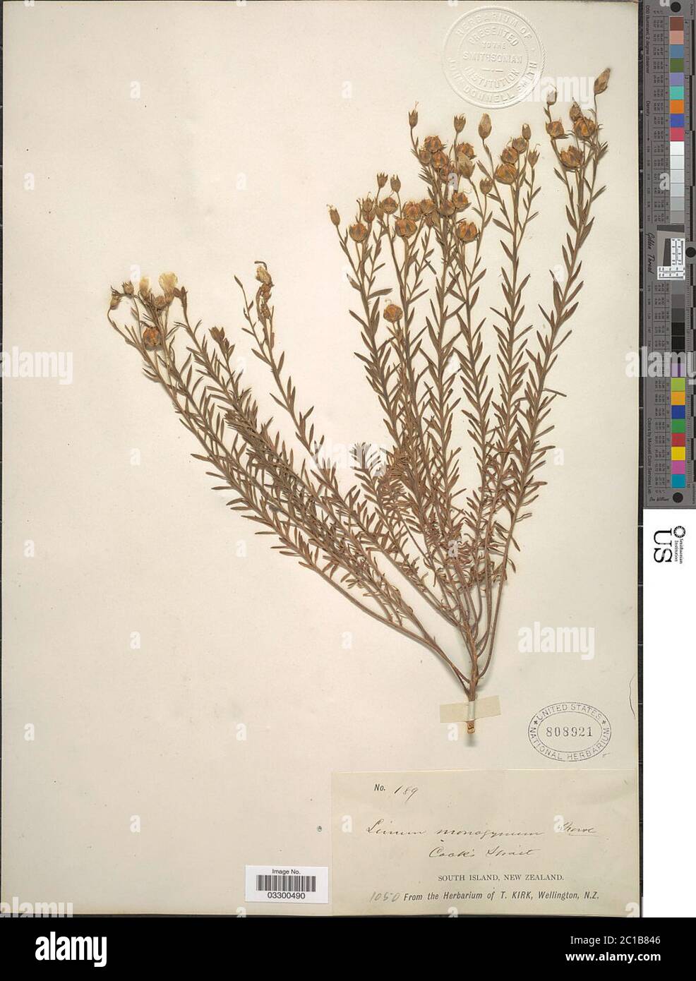 Linum monogynum Linum monogynum Stock Photo - Alamy